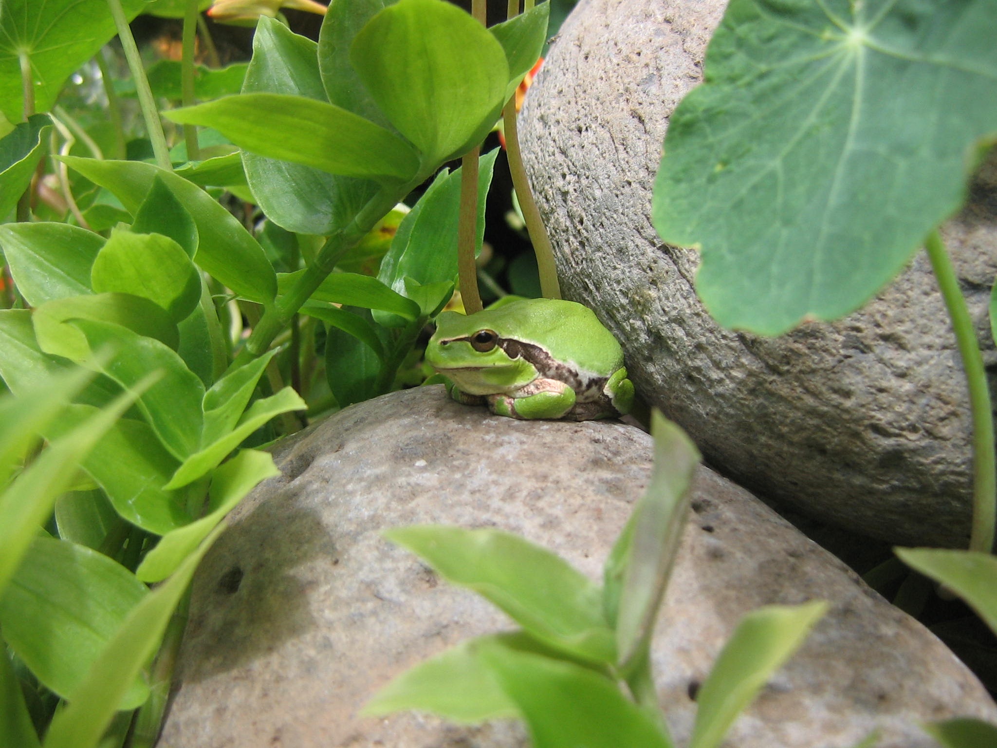Frog Garden free image download