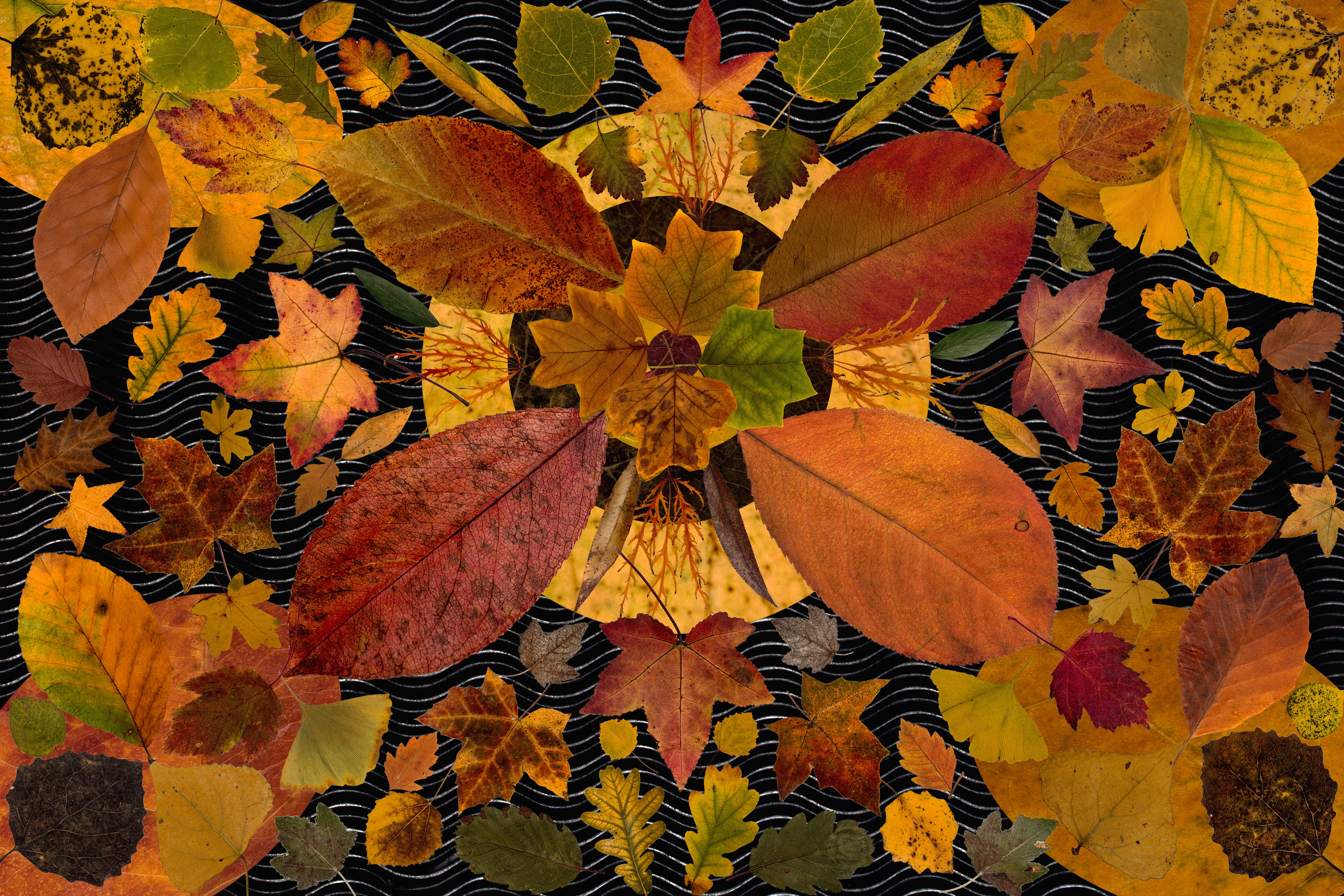 Leaves True Maple Autumn free image download