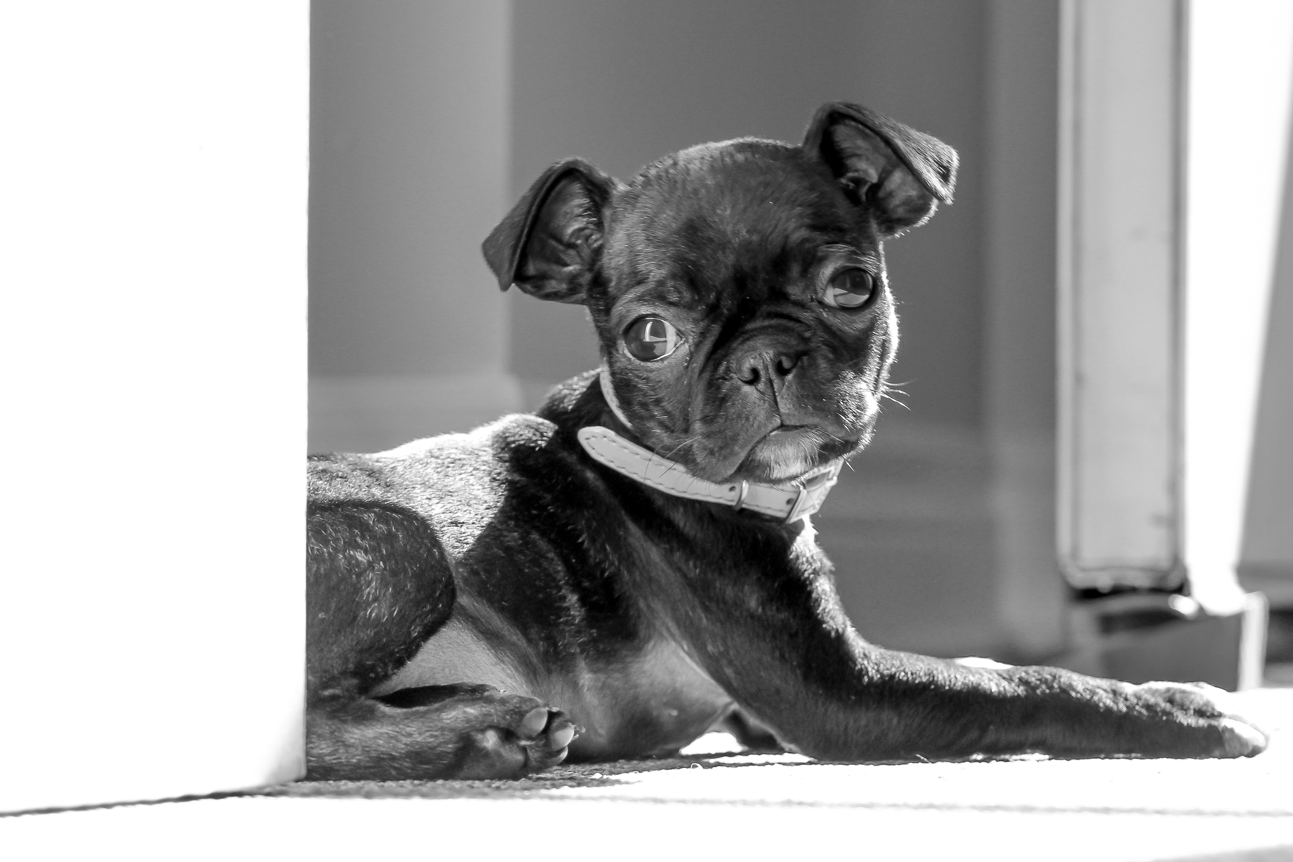 Pug Boston Terrier Cute free image download
