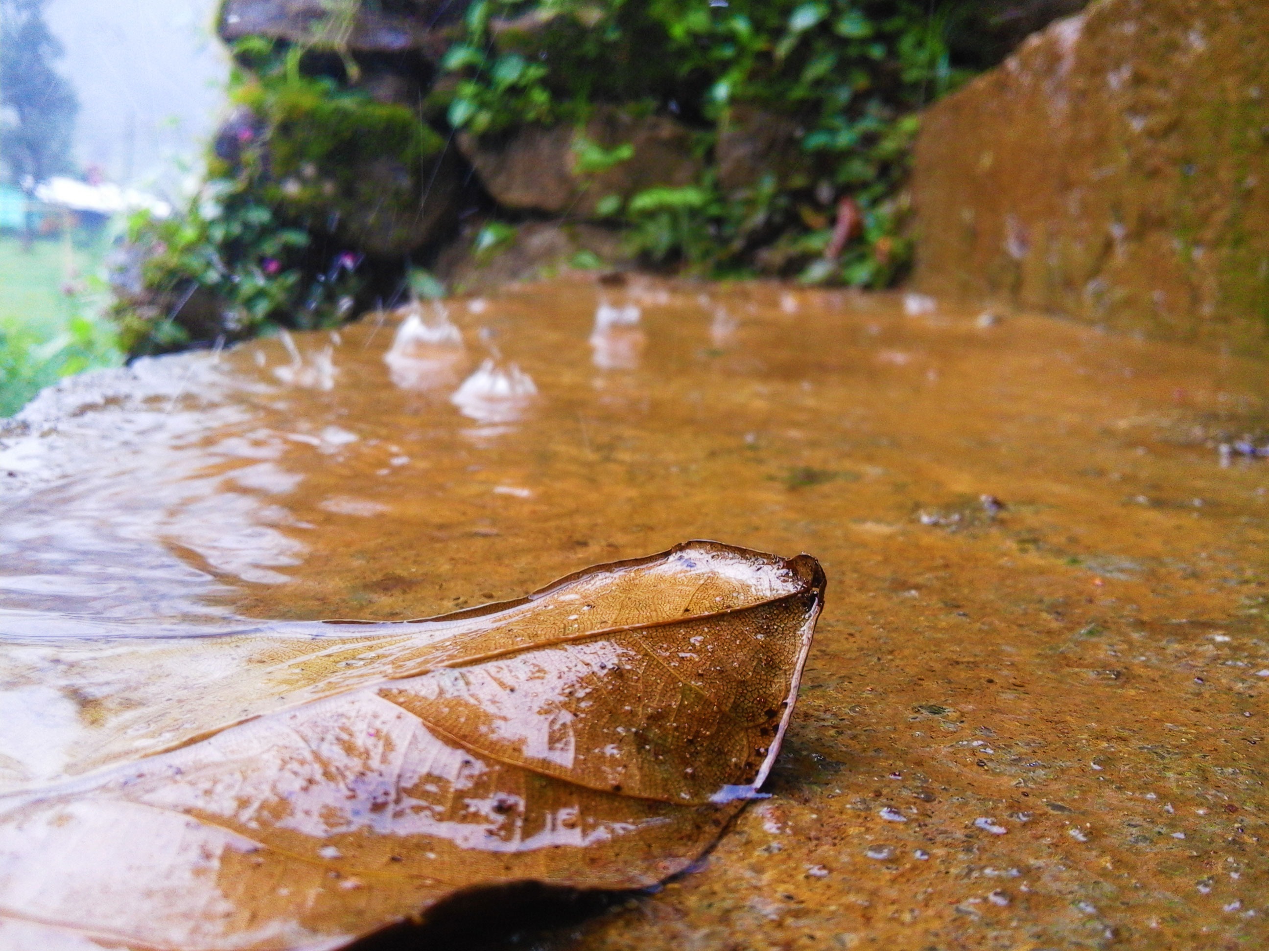 Leave Dry Rain free image download