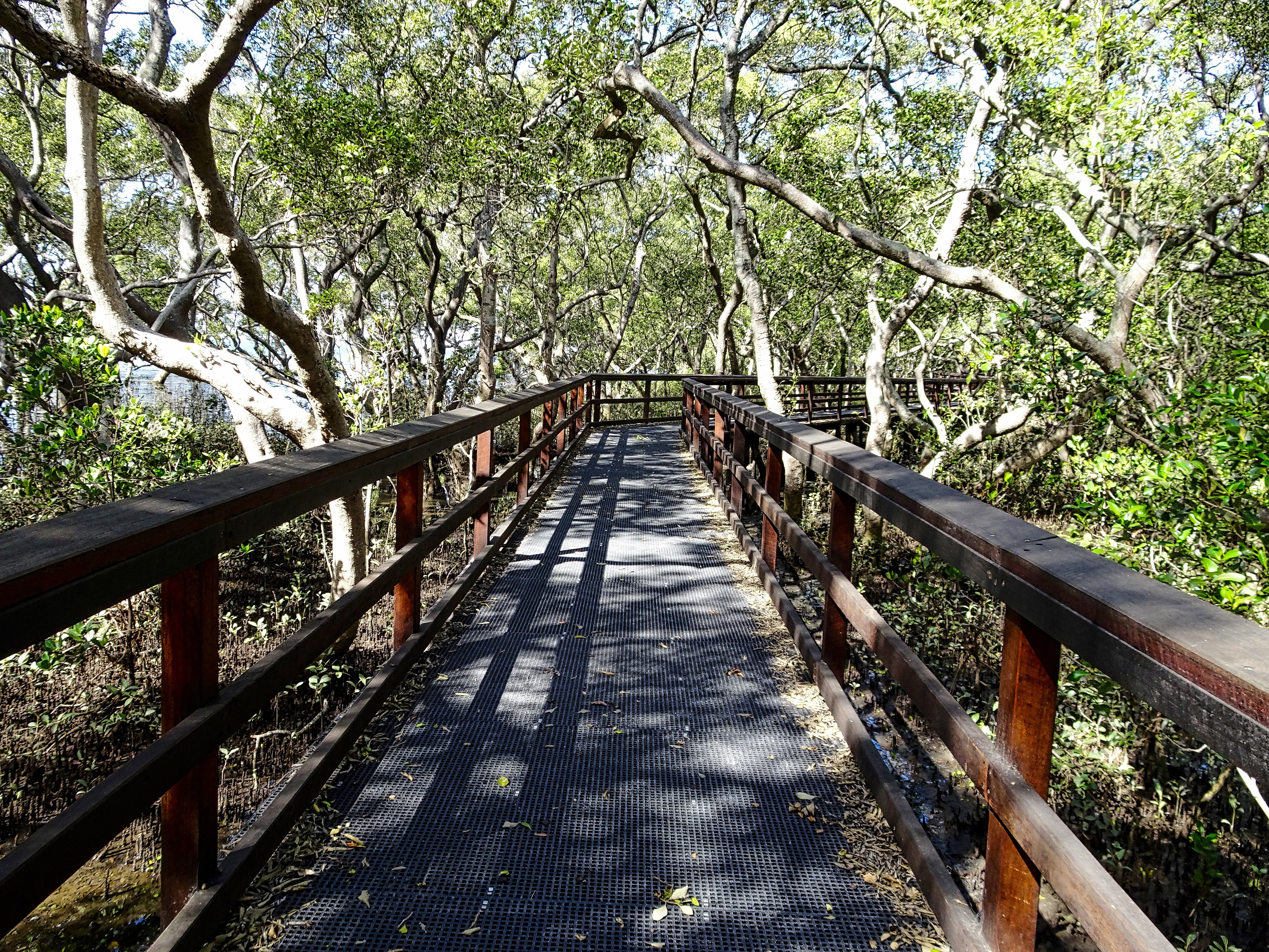 Walkway Trail Wooden free image download