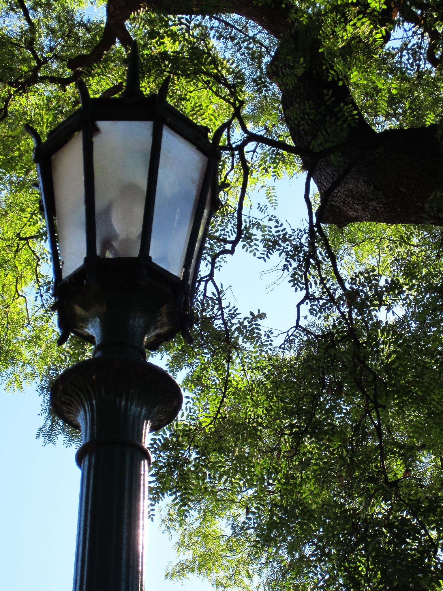 Lantern Tree Trees free image download