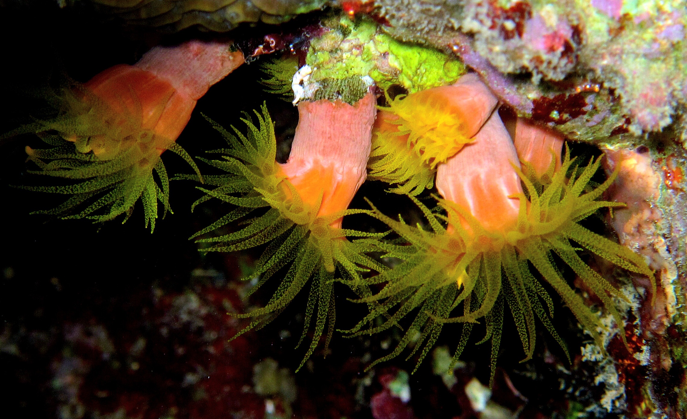 Anemones Diving Red sea free image download