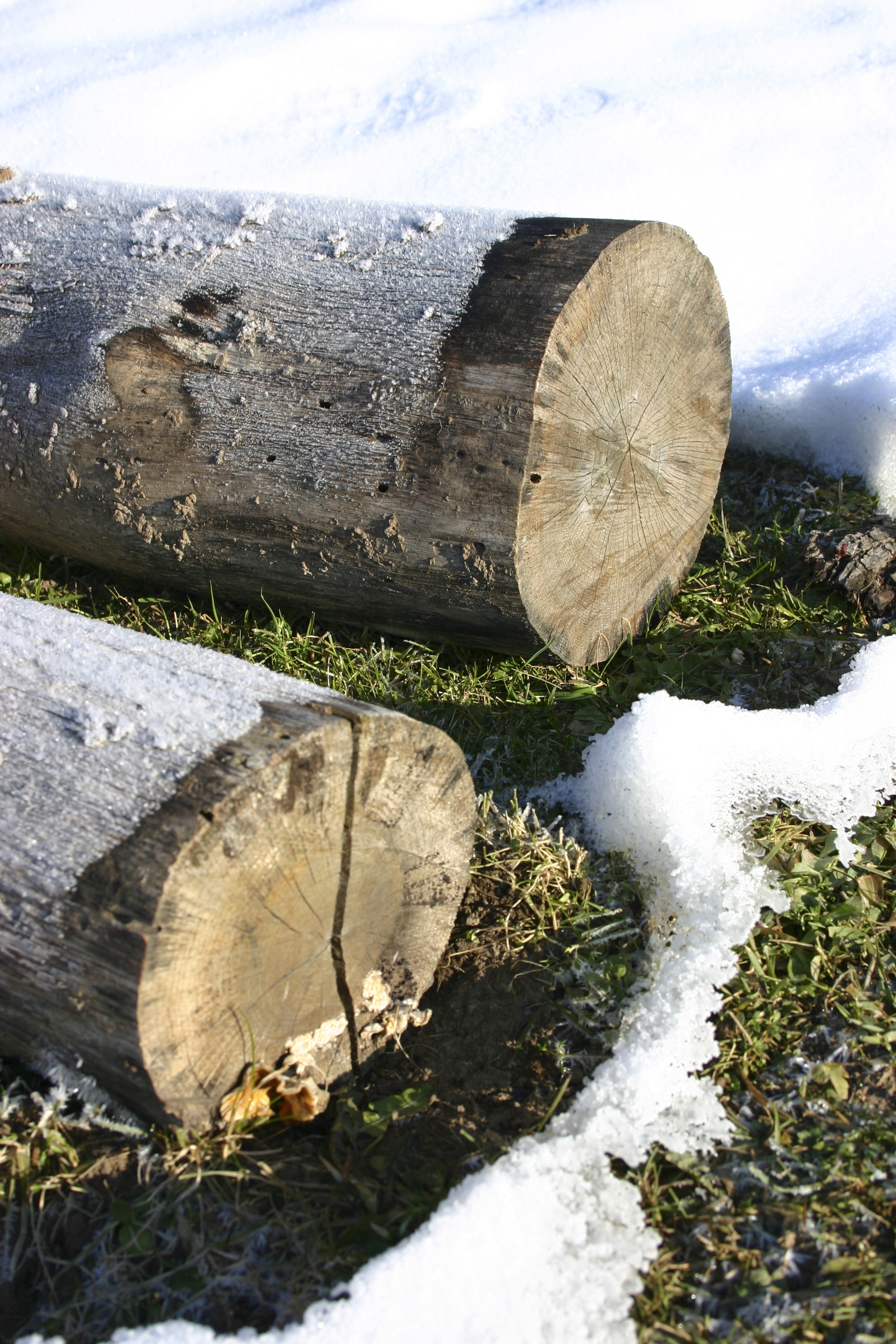 Wood Logs Winter free image download