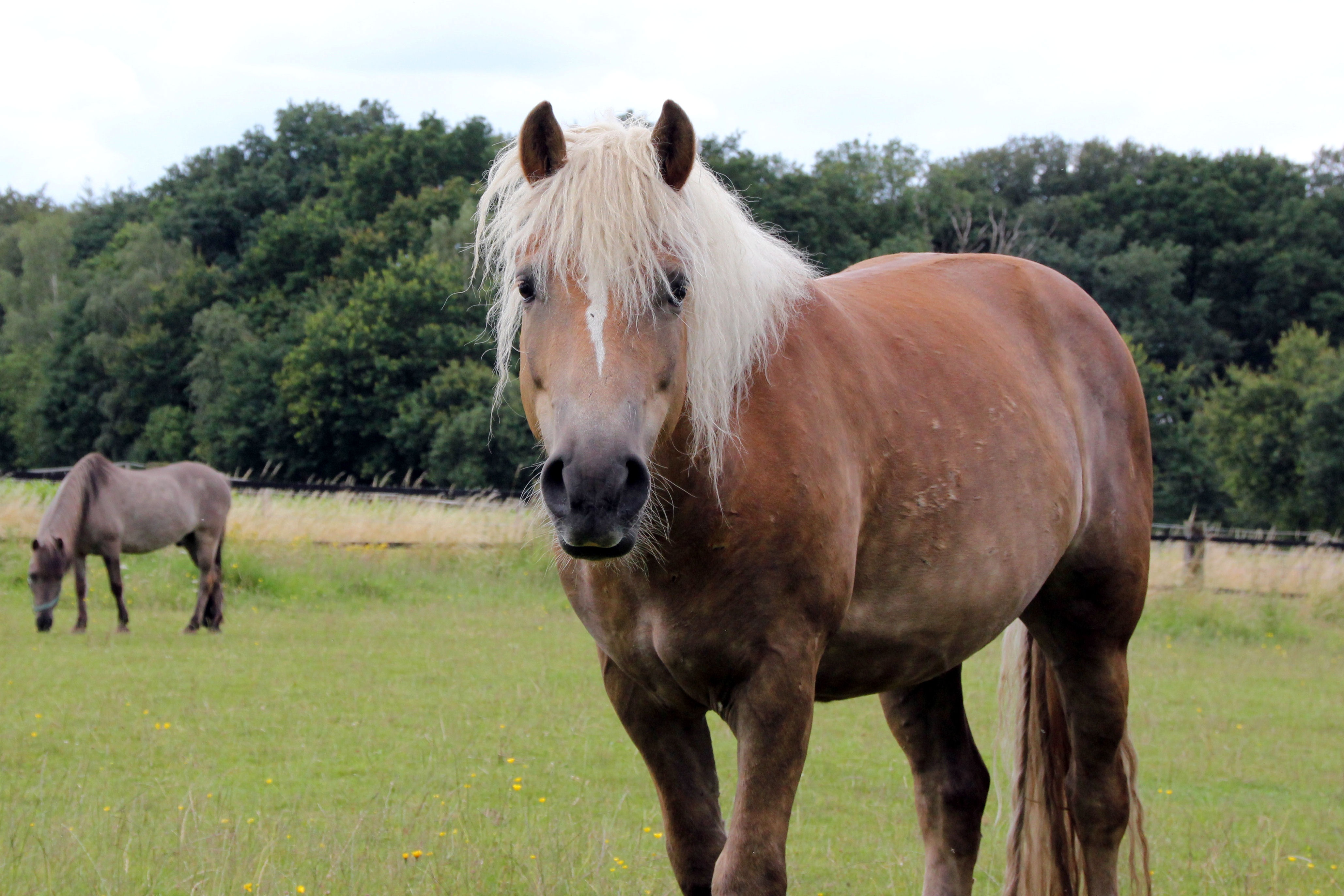 Haflinger Pasture Attention free image download