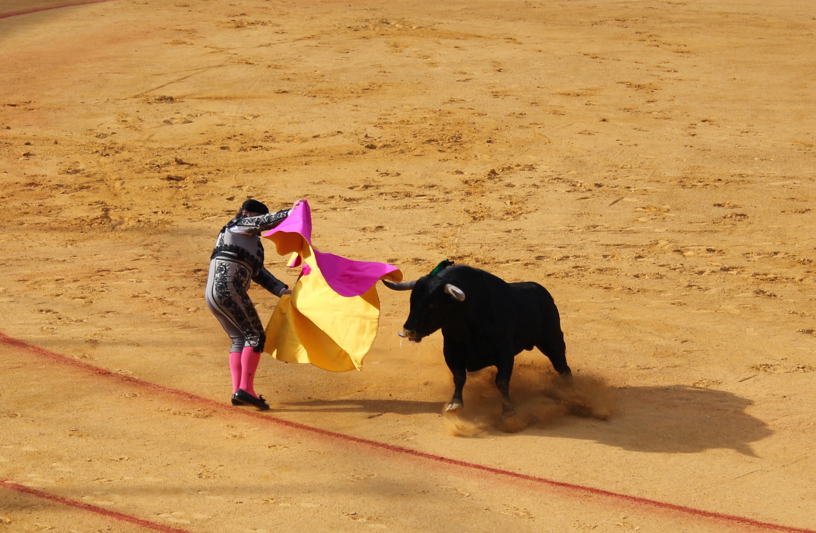 Seville Bull Fighting free image download