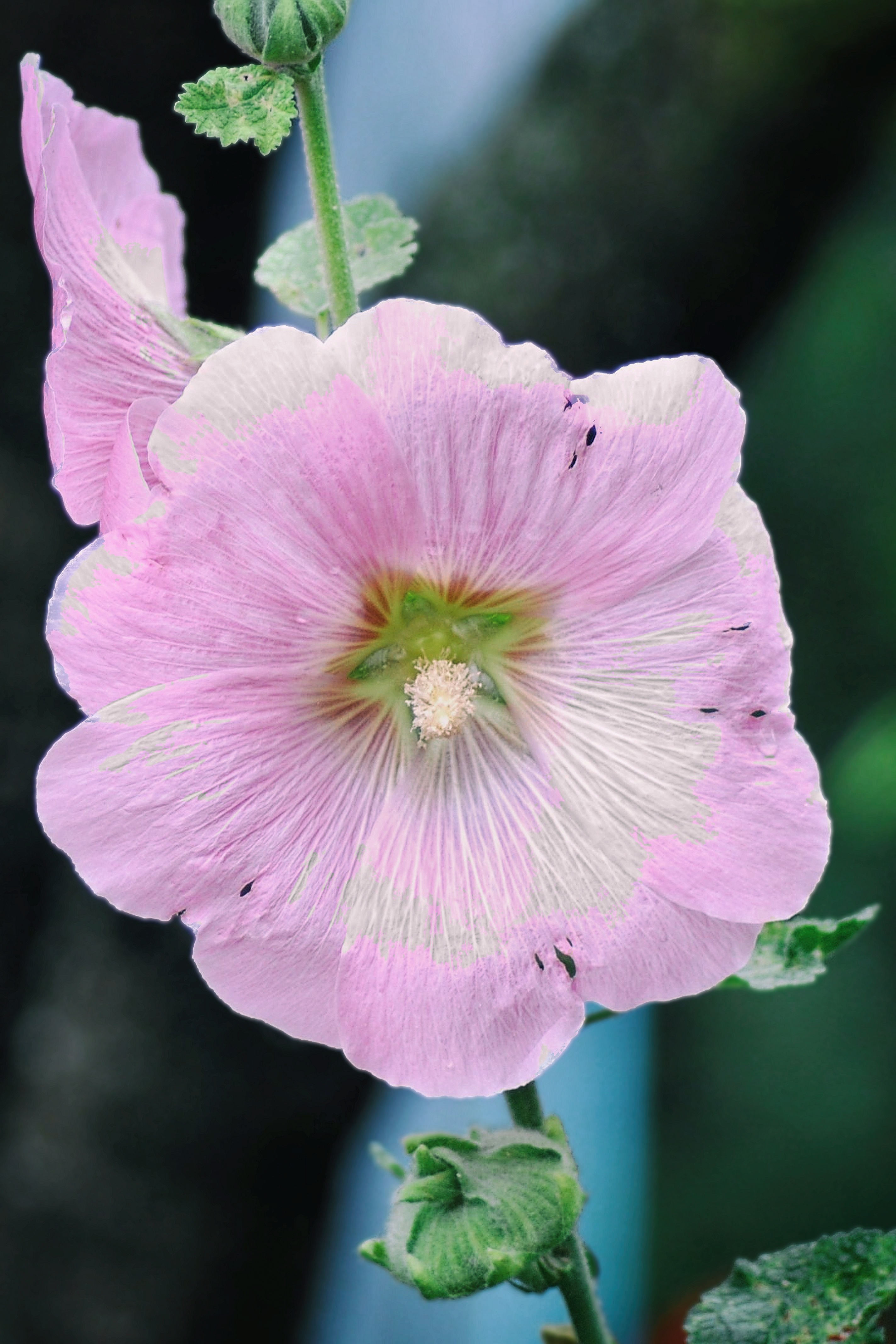 Mallow Stock Rose Pink Hollyhock free image download