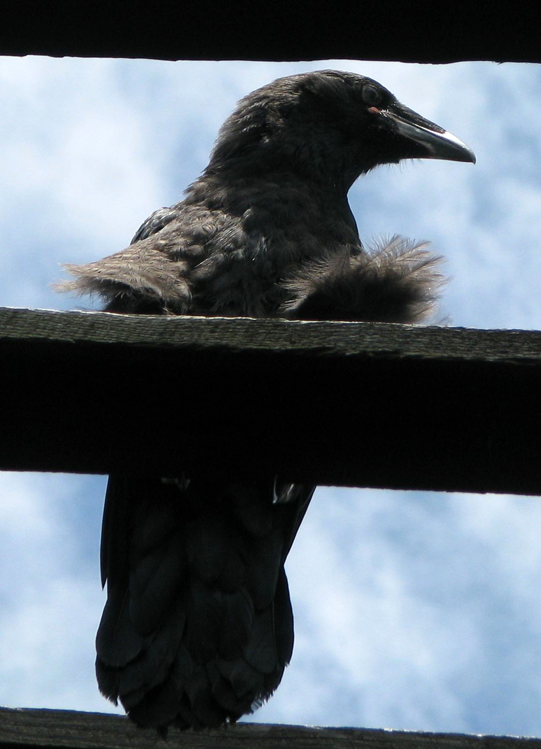Common Raven Northern Corvus free image download