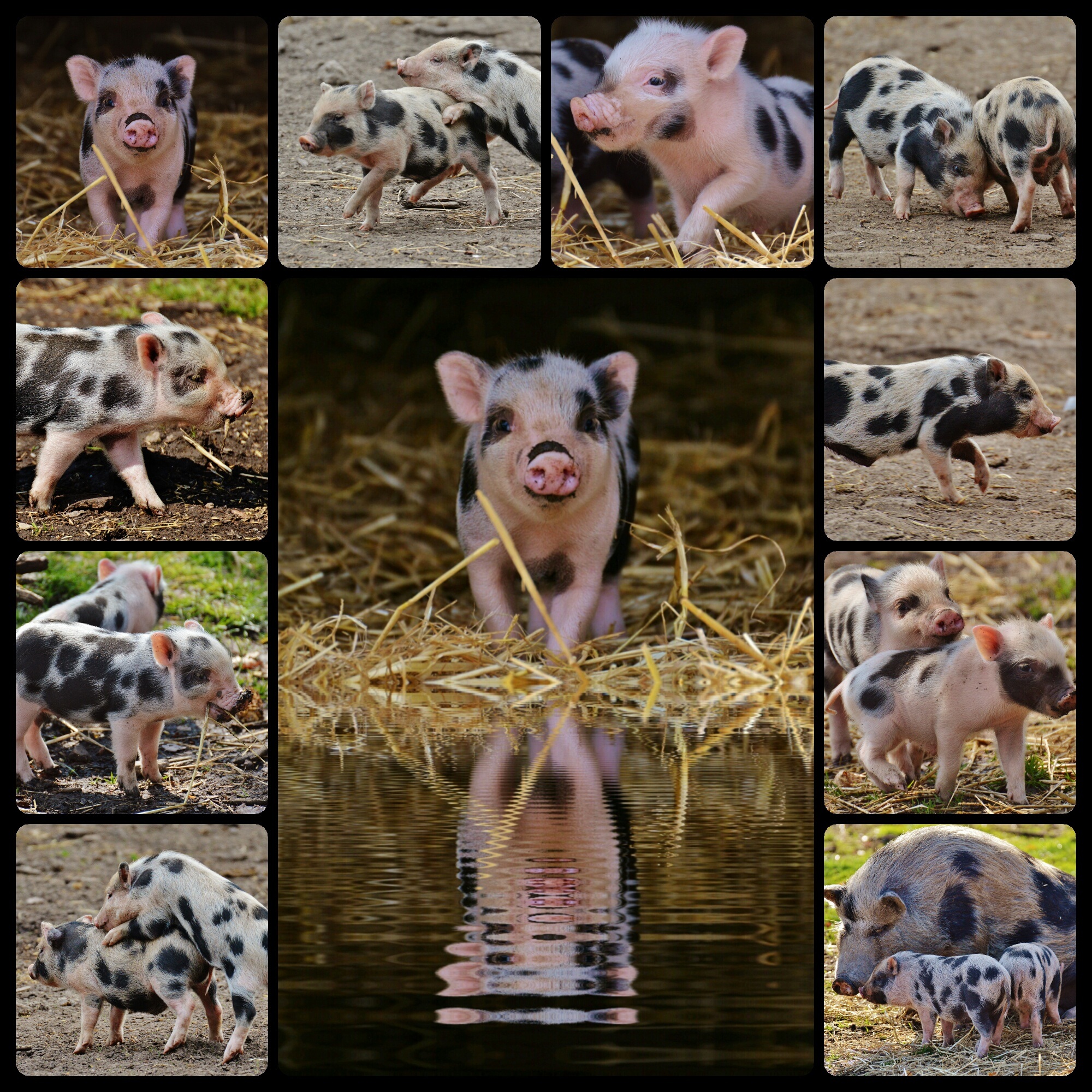 Funny photo collage pigs free image download