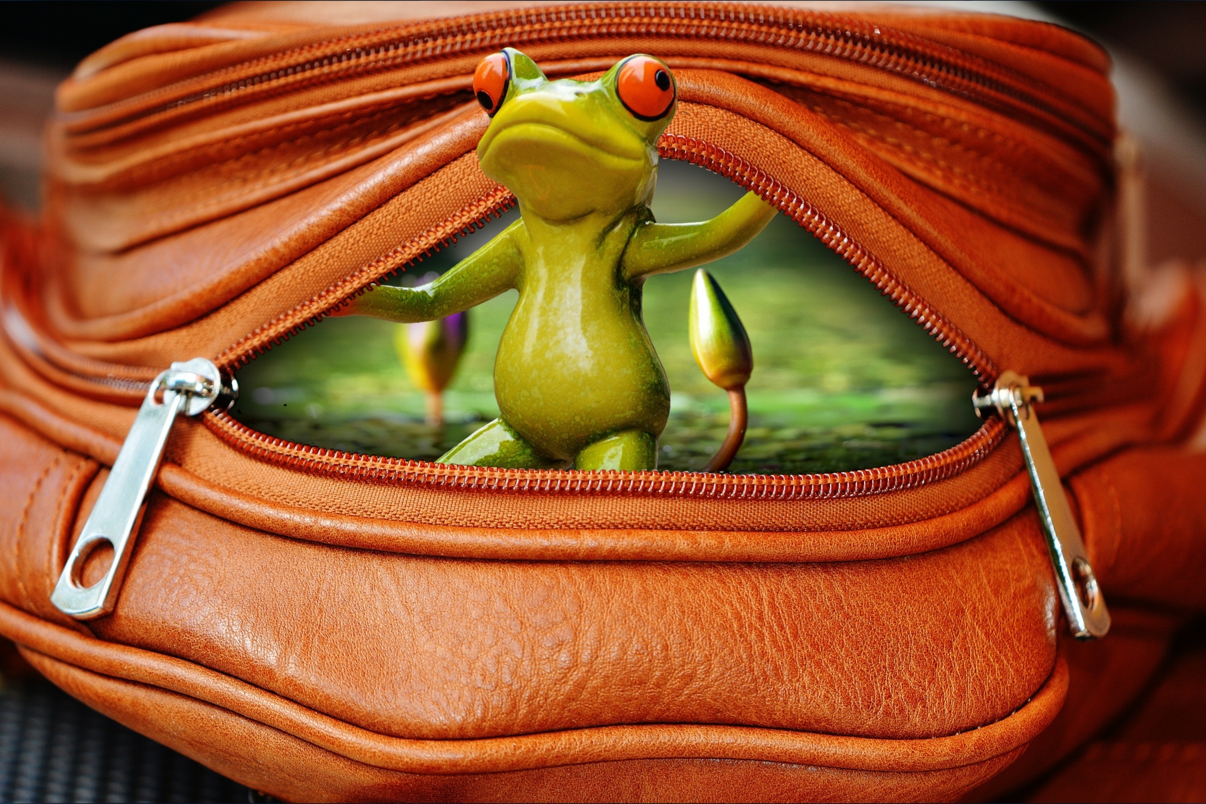 Frog Bag Zip free image download