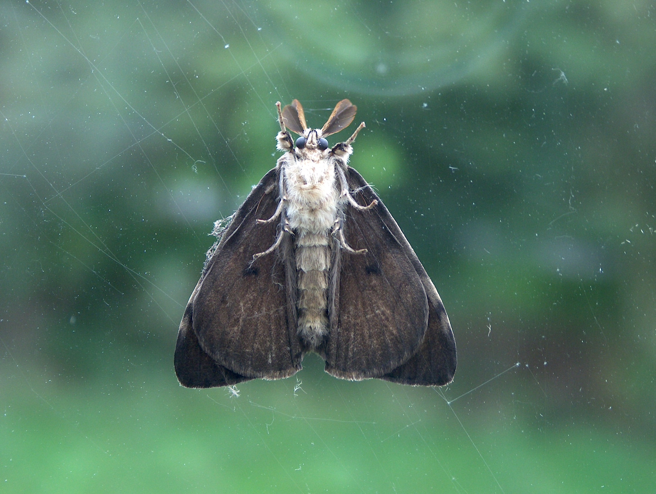 Bug Moth free image download