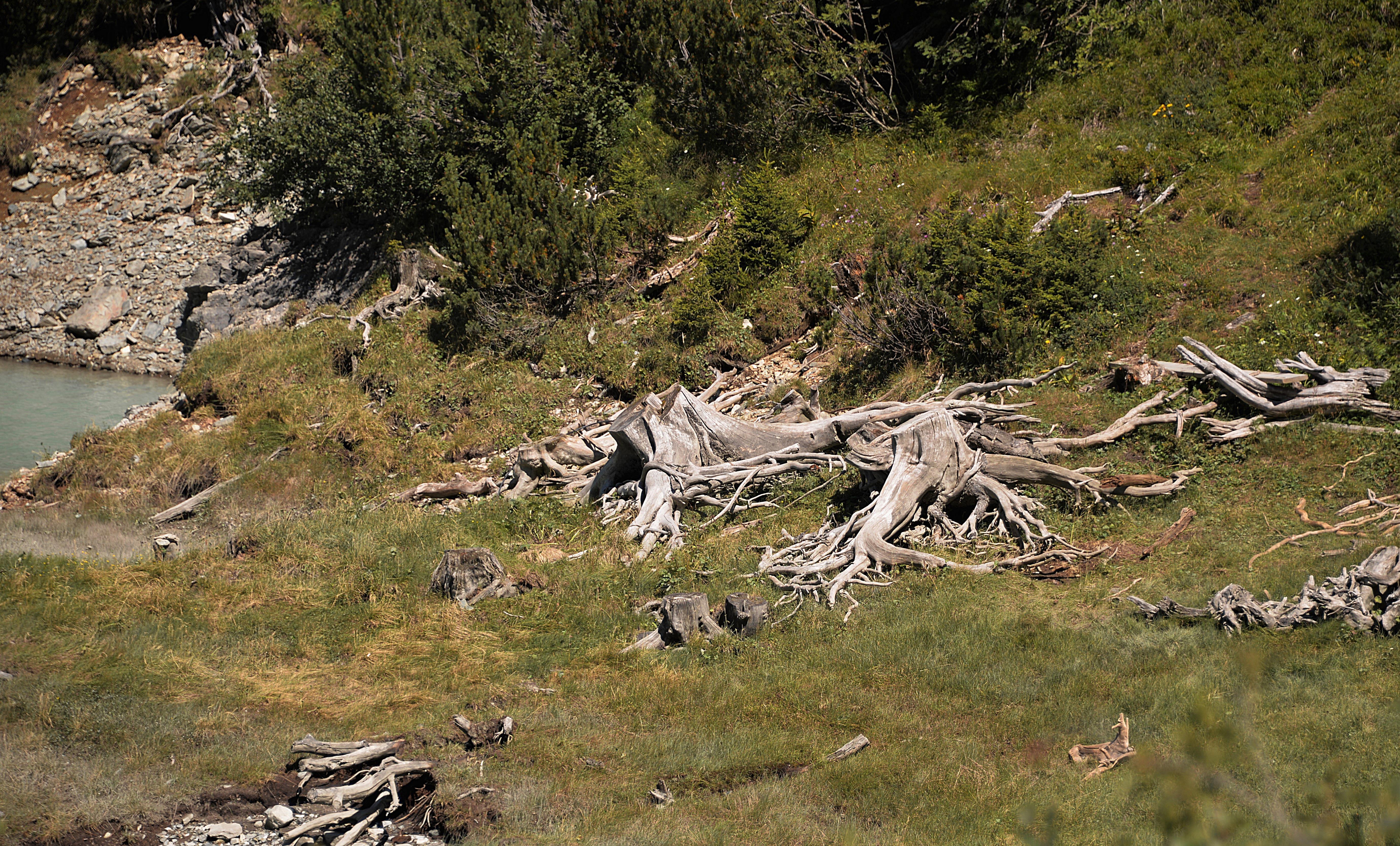Root Tree Stumps Old free image download