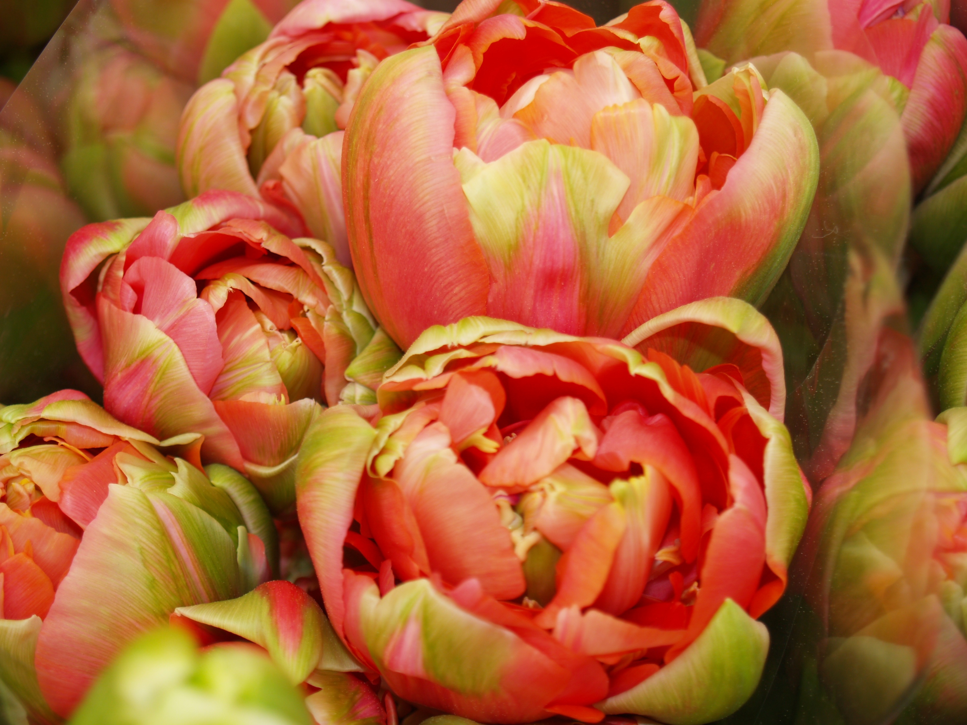 French Flowers Peony free image download