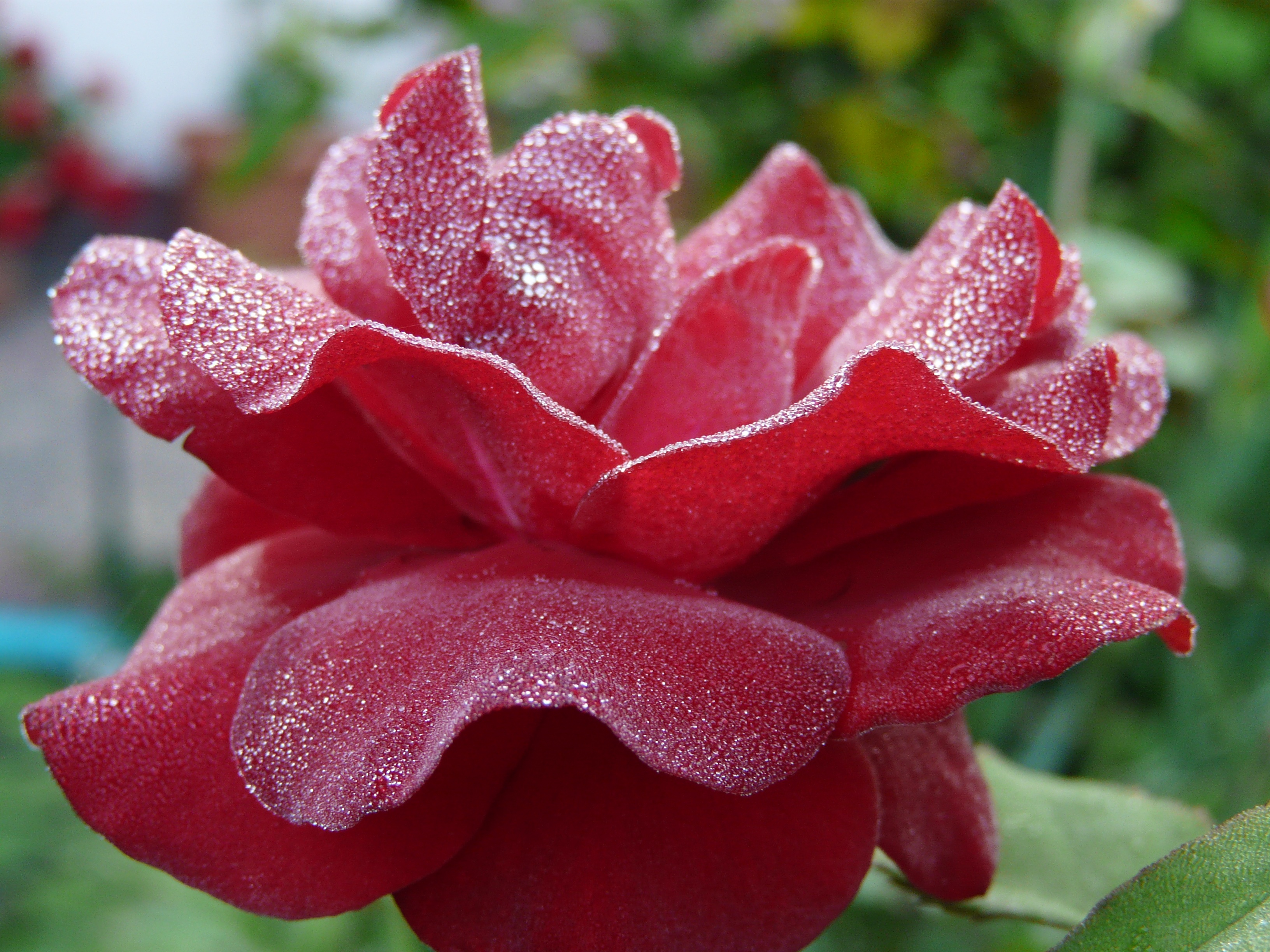Red bud with water drops free image download