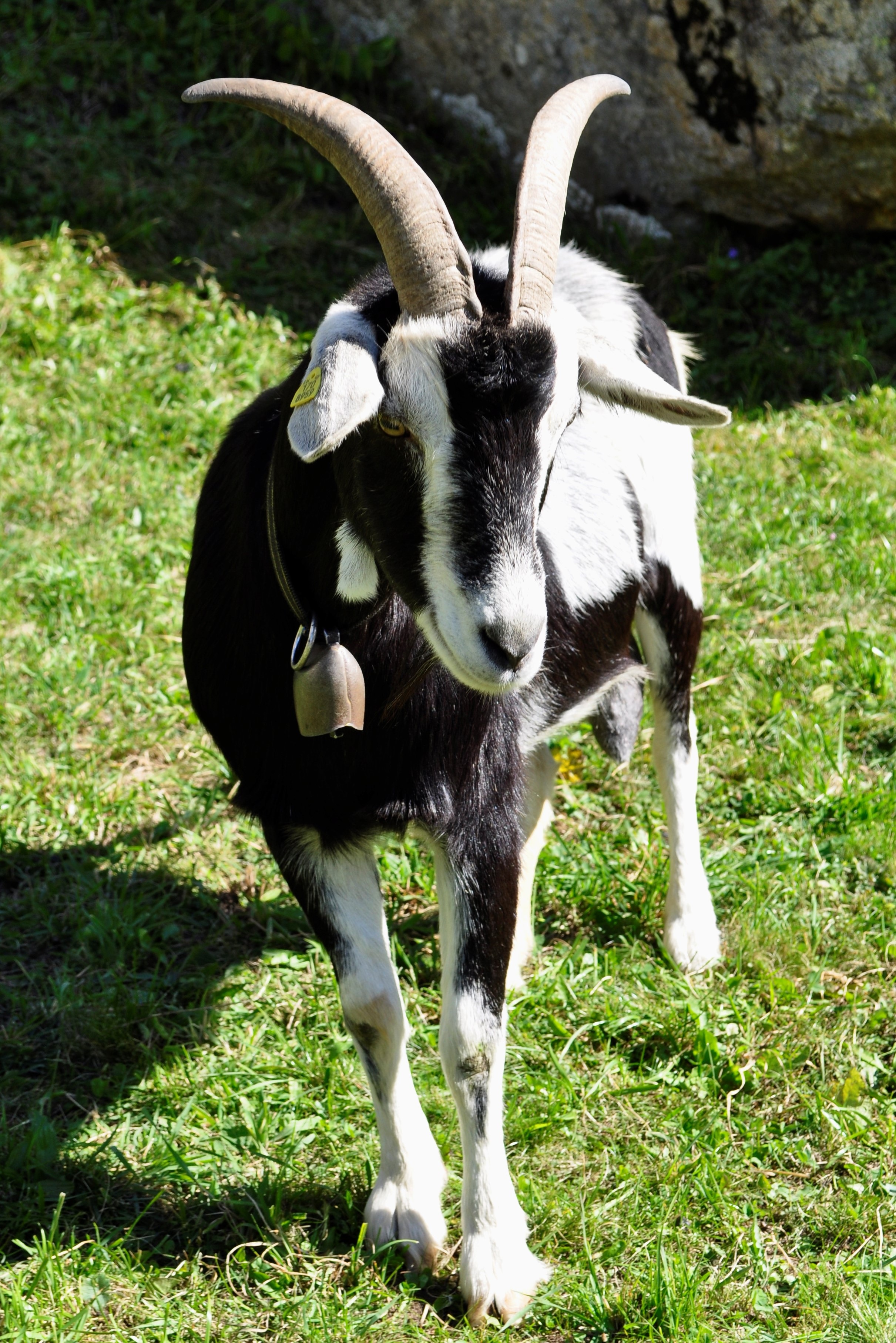 Goat Swiss free image download