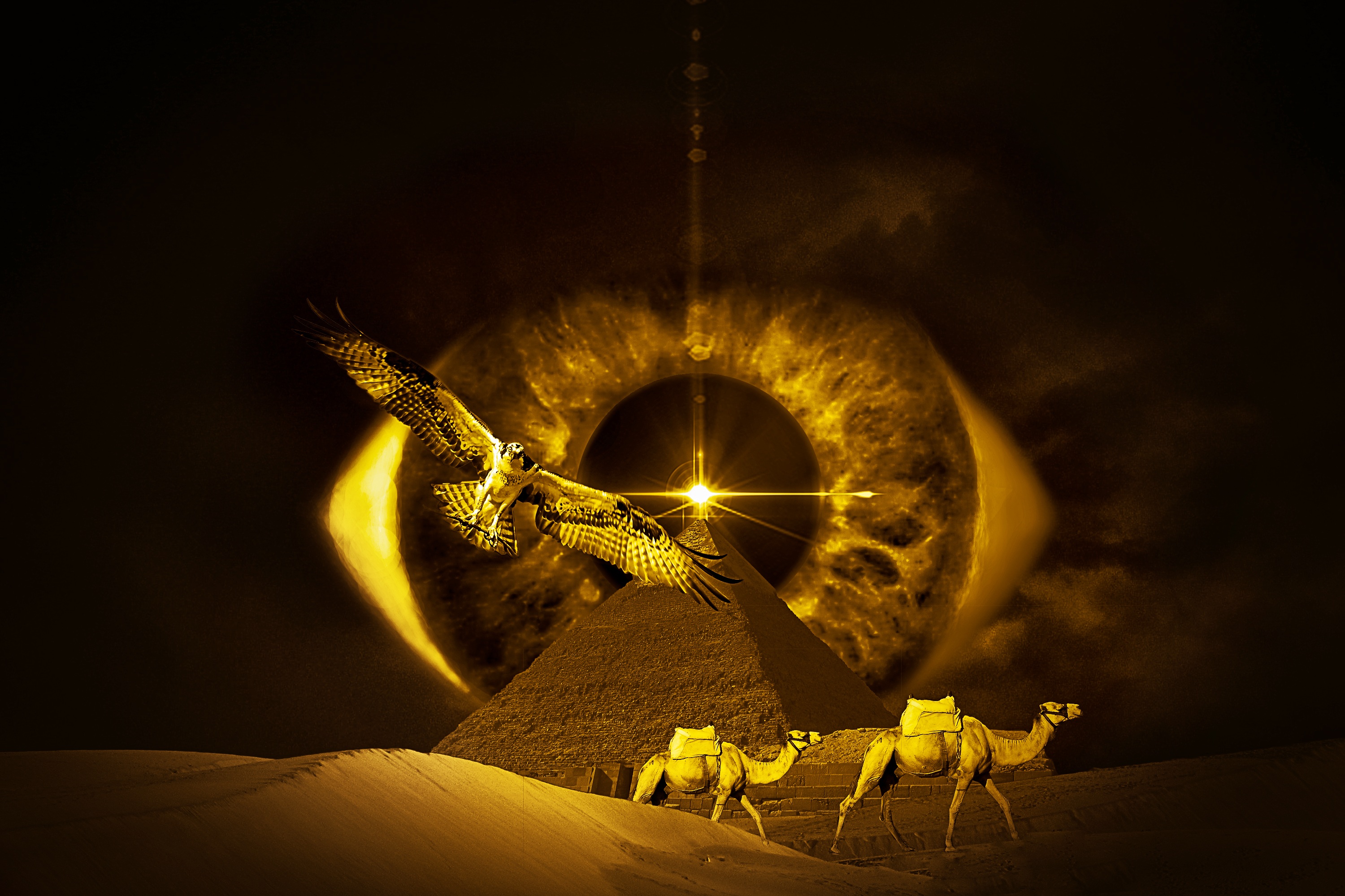 Eye falcon pyramid desert camels free image download