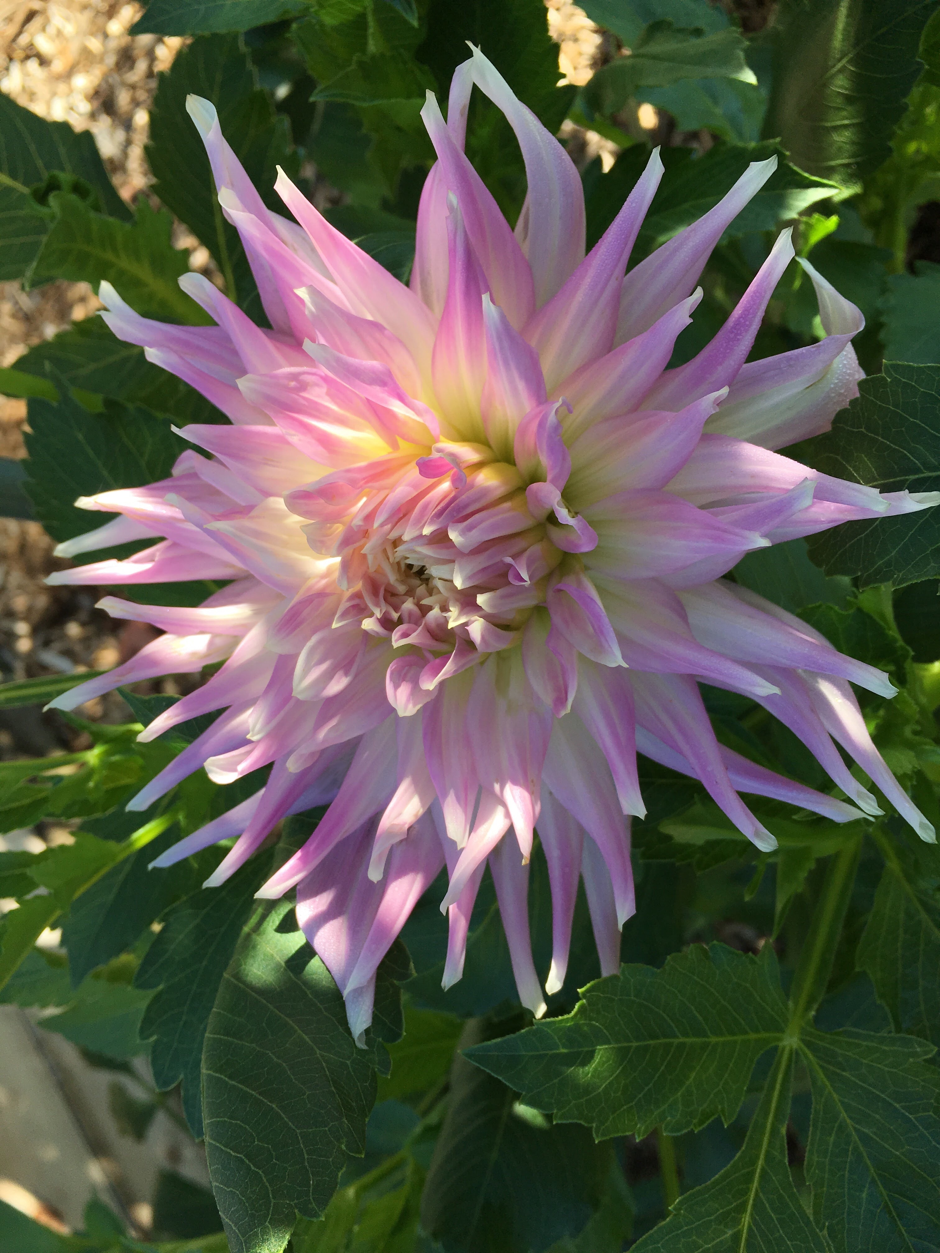 Dahlia Mingus Gregory Semi-Cactus free image download