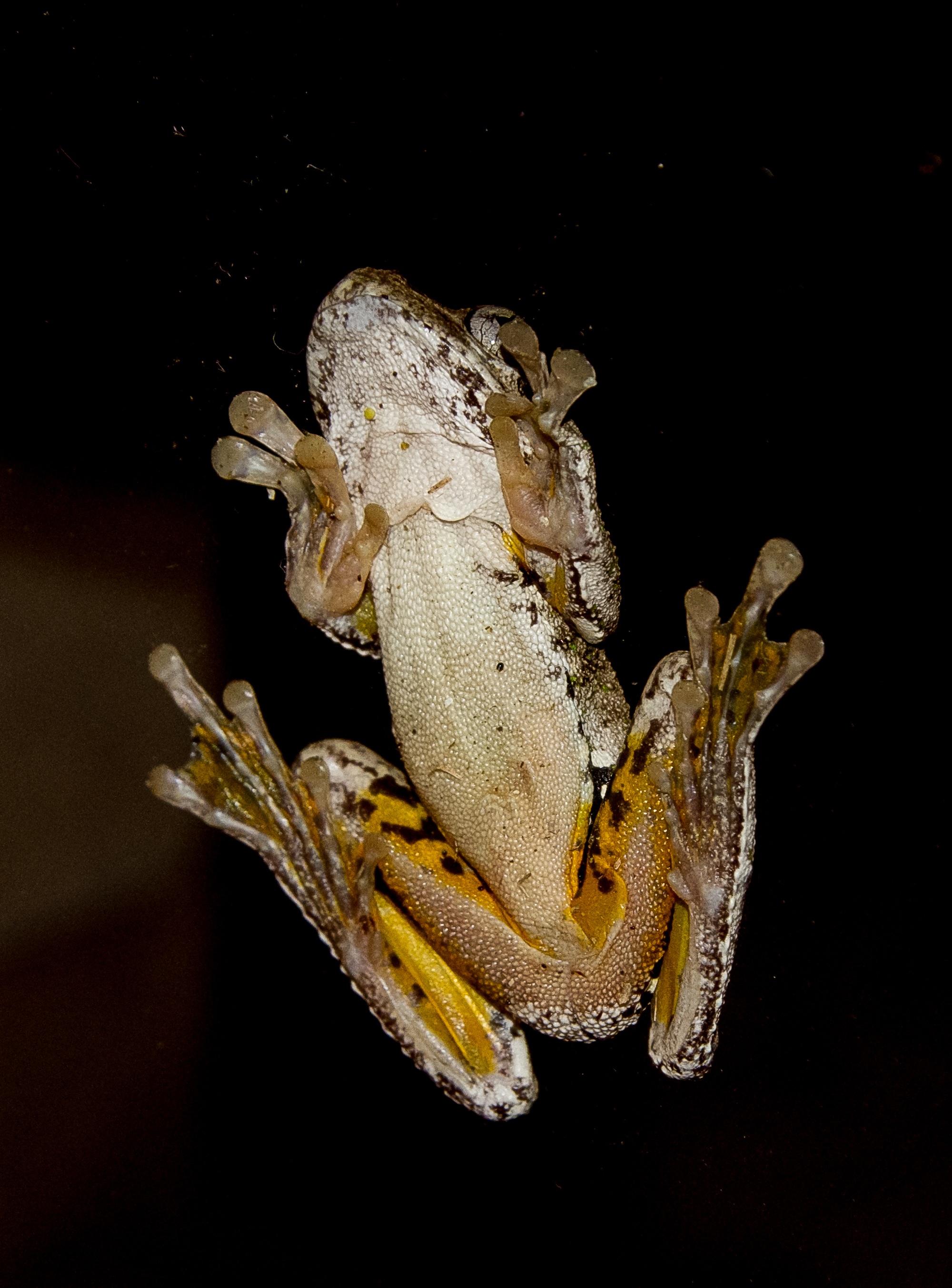 View of the frog from below free image download