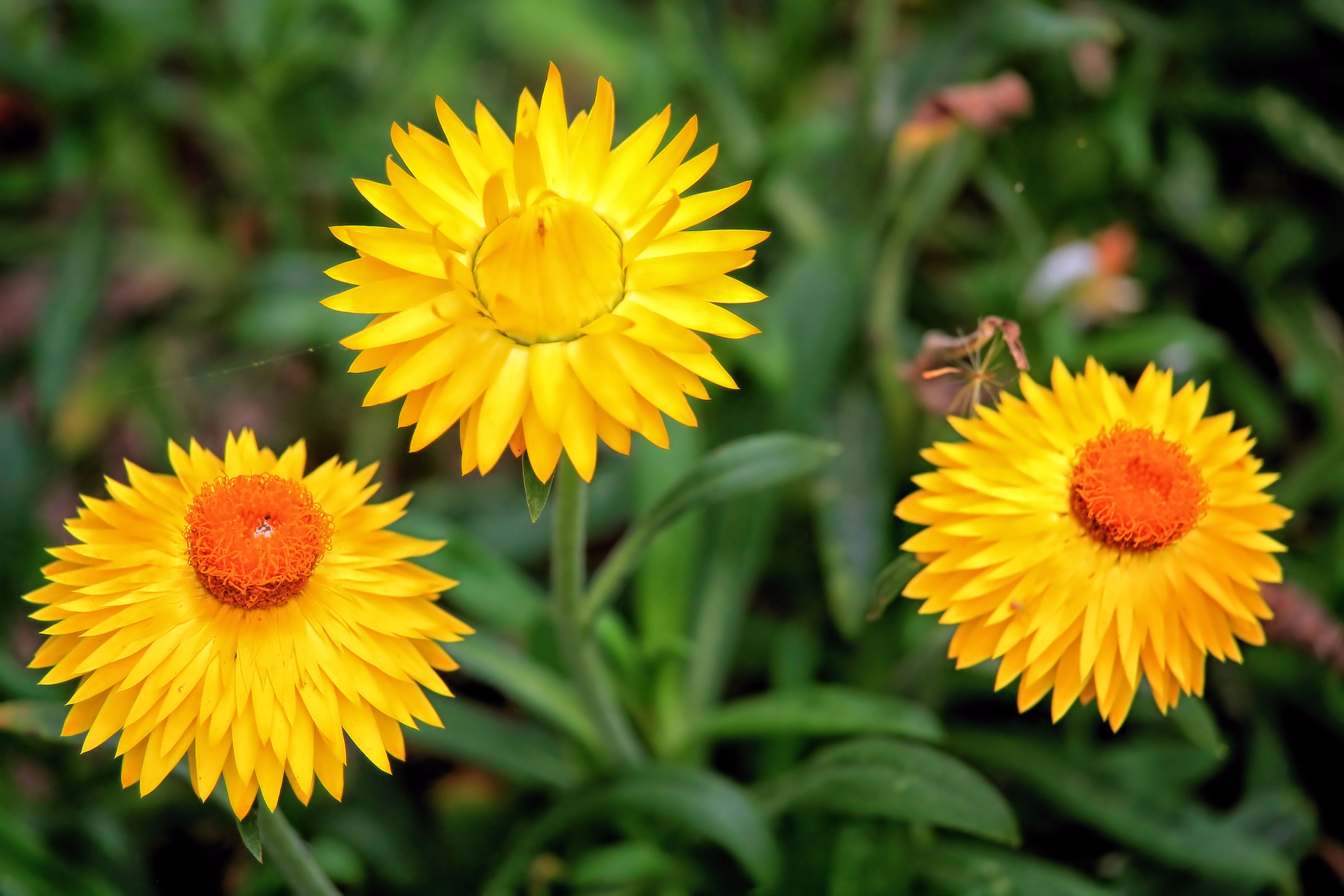 Straw Flowers Yellow free image download