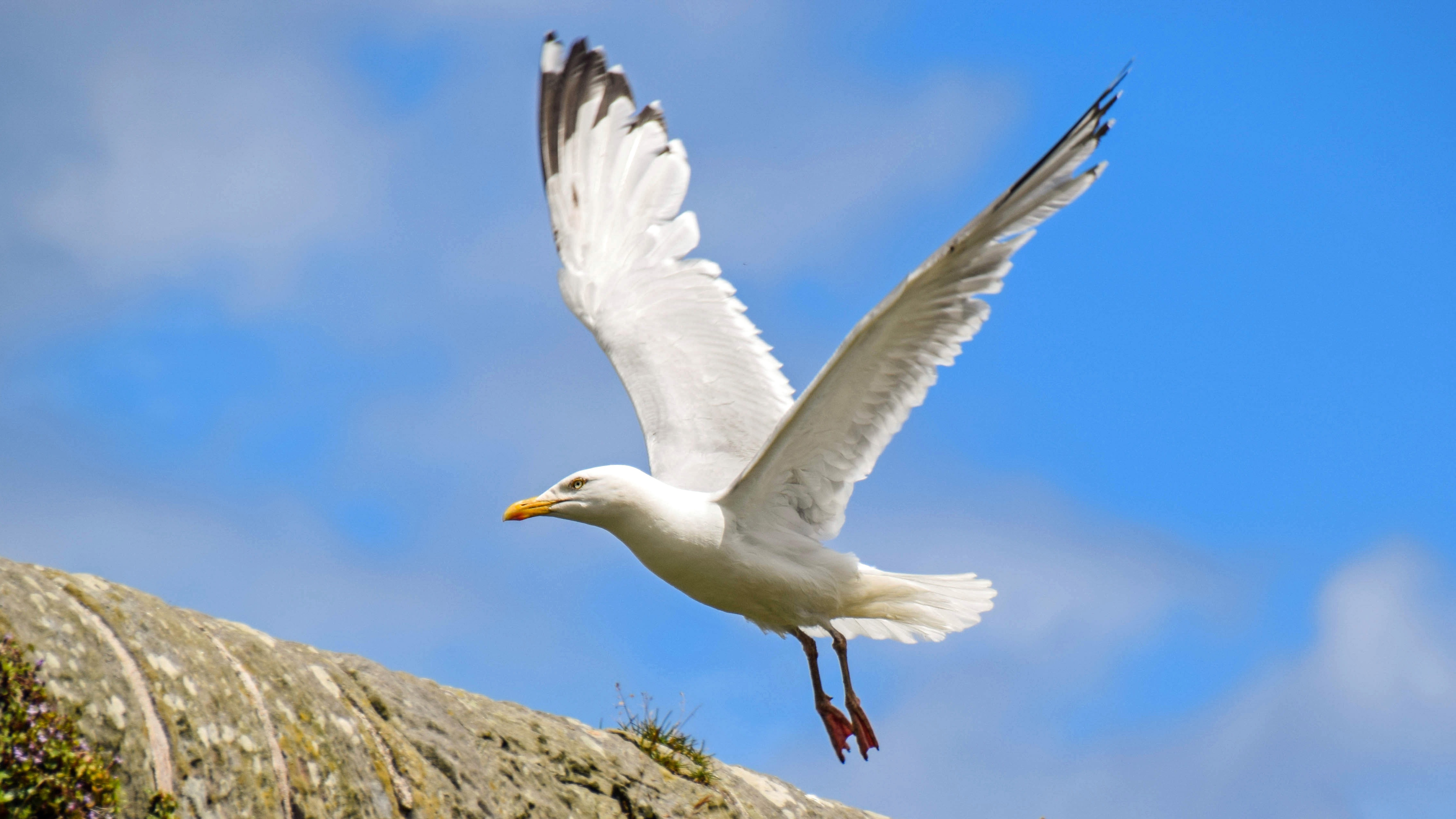 Scotland St Andrews Seagull free image download