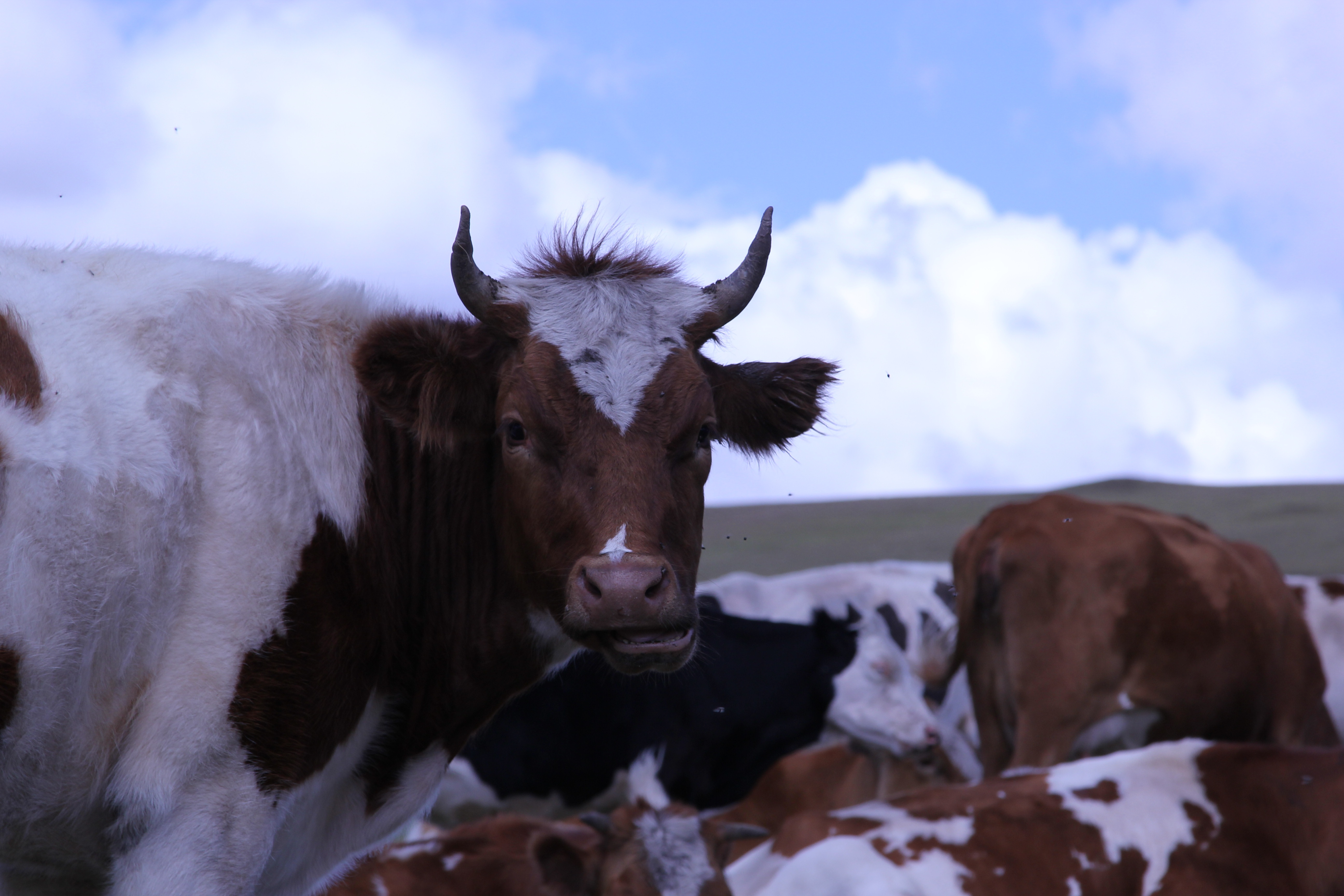 Dairy Cow Inner Mongolia Prairie free image download