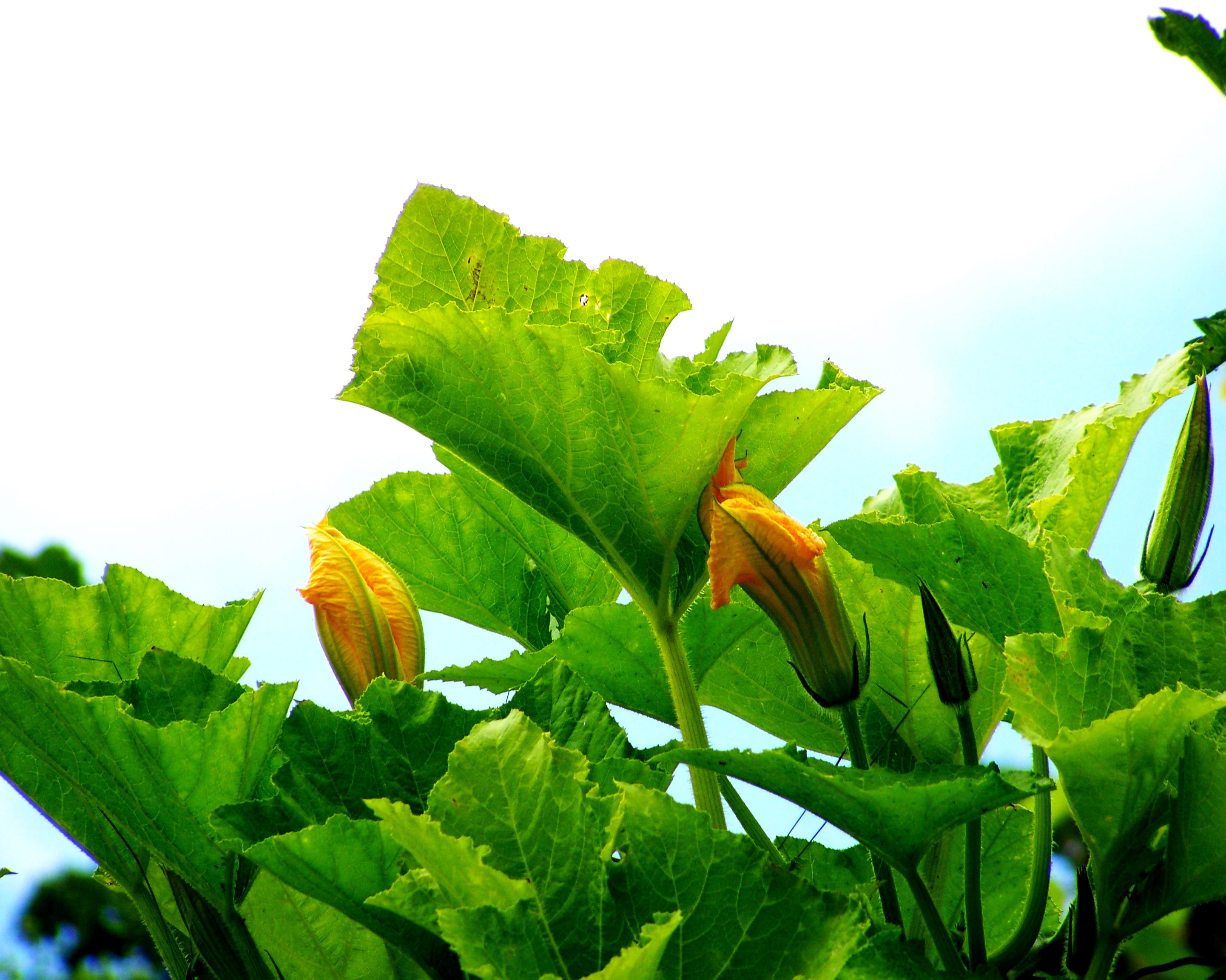 Green Pumpkin Flower Buds free image download