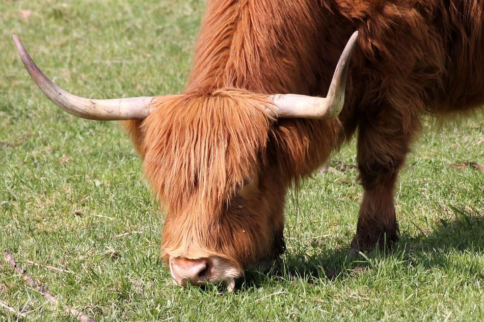 Cow Beef Horns free image download