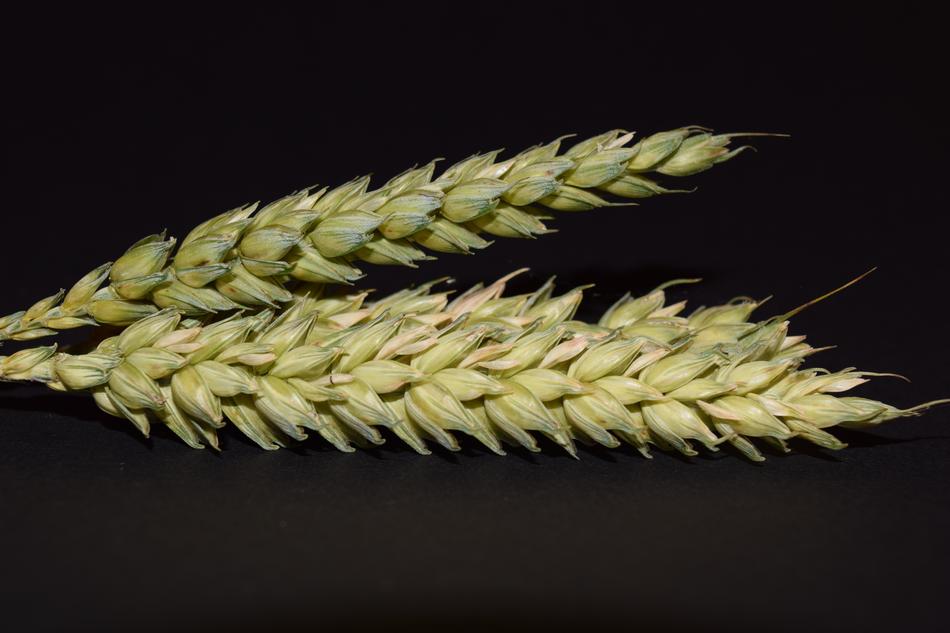 Long wheat on a black background free image download