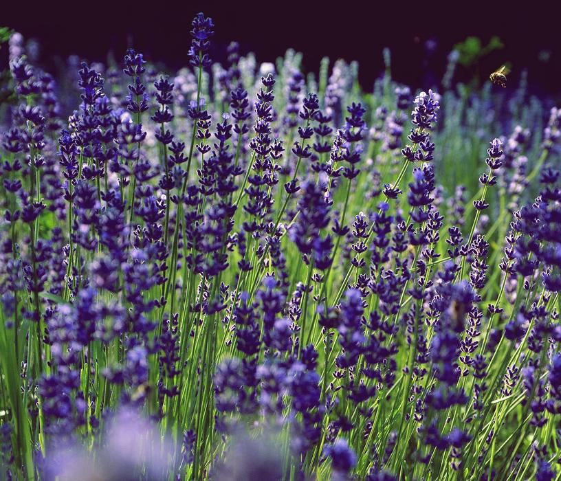 Lavender Fragrant free image download