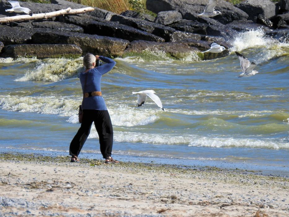 Photographer Waves Seagull free image download
