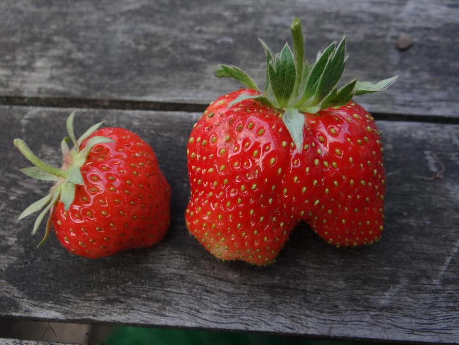 Strawberry Berry Summer free image download