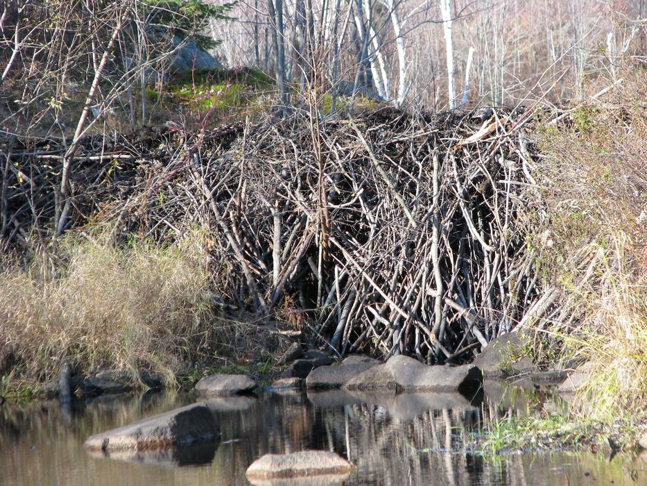 Beaver Dam Close-Up Deer Rock Lake free image download