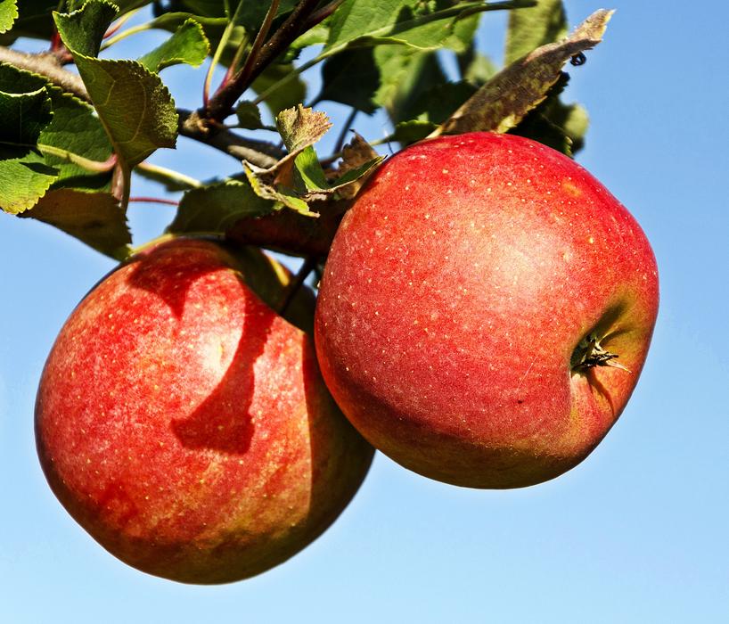 Poland Apple Orchard free image download