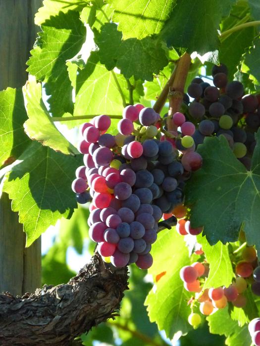 Vine Grapes Maturation free image download