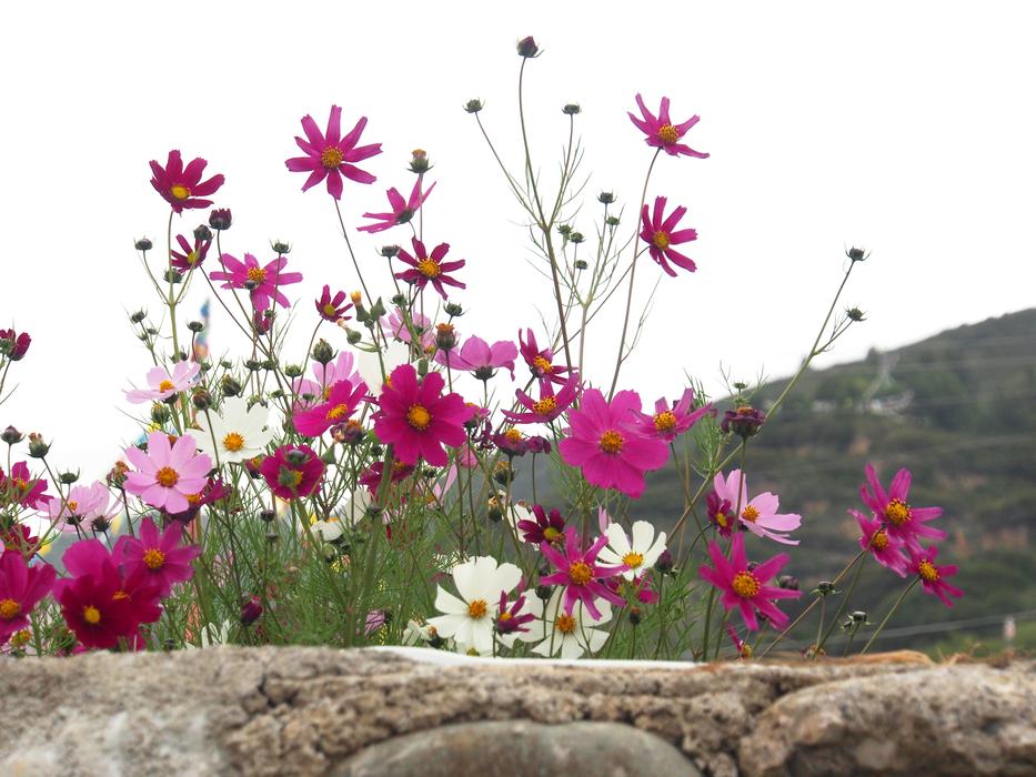 Beautiful spring flowers on branches in the garden free image download