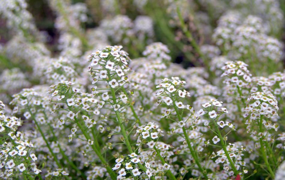 Tiny Flowers Small The free image download