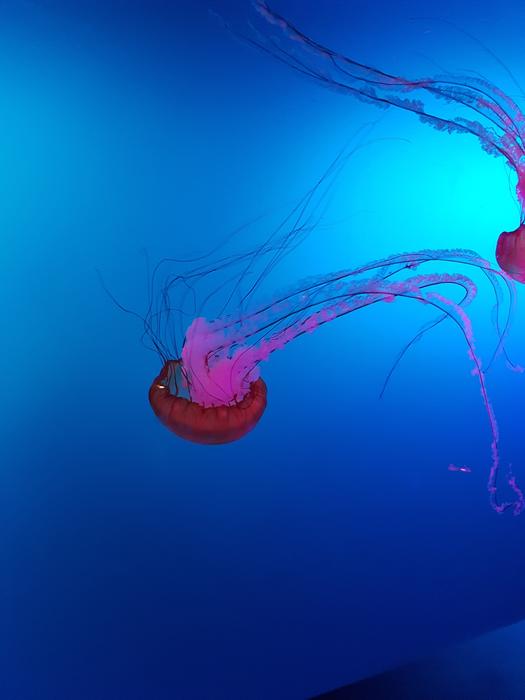 Medusa Jellyfish Sea free image download