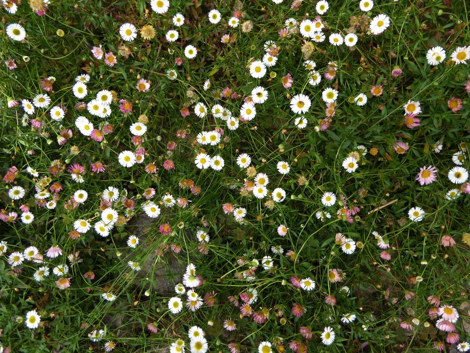 Daisy Colorful Flower Meadow Grass free image download