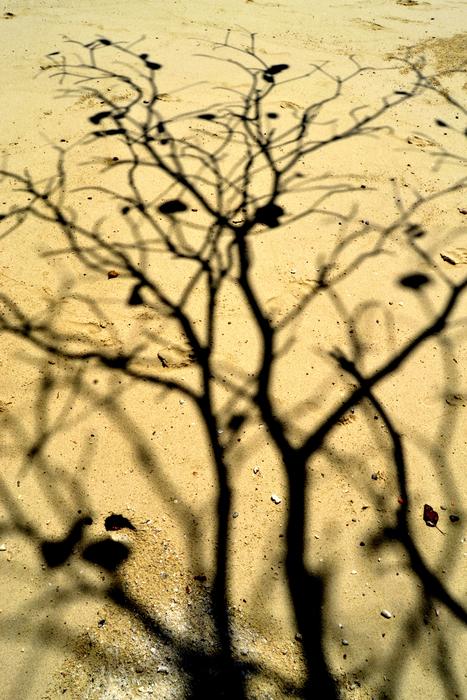 Tree Shadow free image download