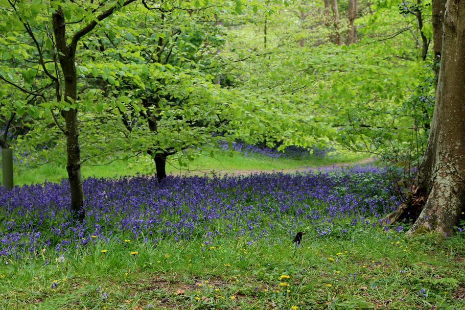 Bluebells Woodland Spring free image download