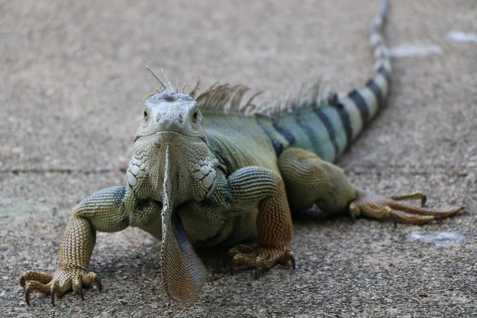 Iguana Lizard Reptile Scaled free image download