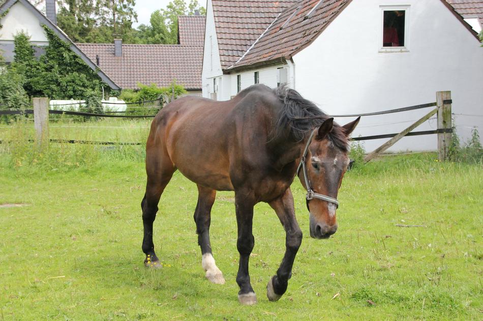 Westphalian Horse Grandpa free image download