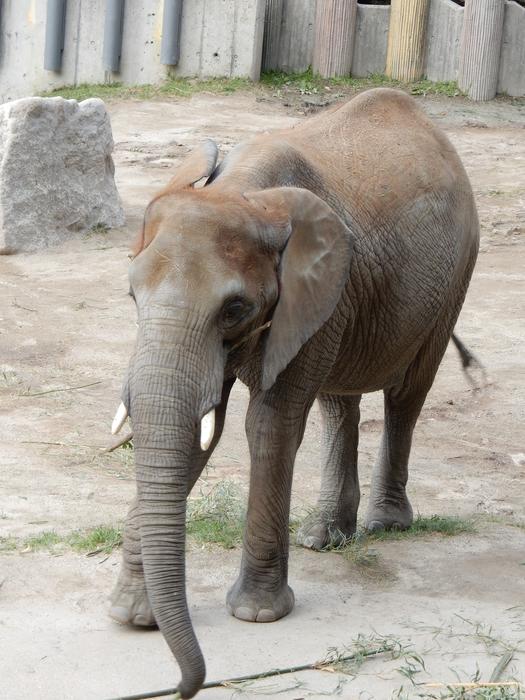 Elephant Zoo Pachyderm free image download