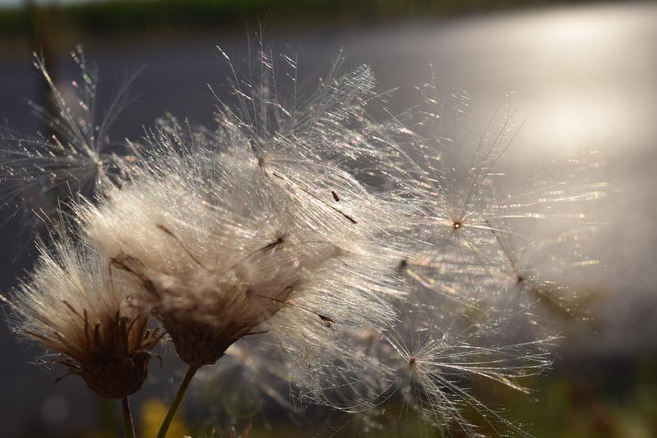 Flying Seeds Backlighting Wind free image download