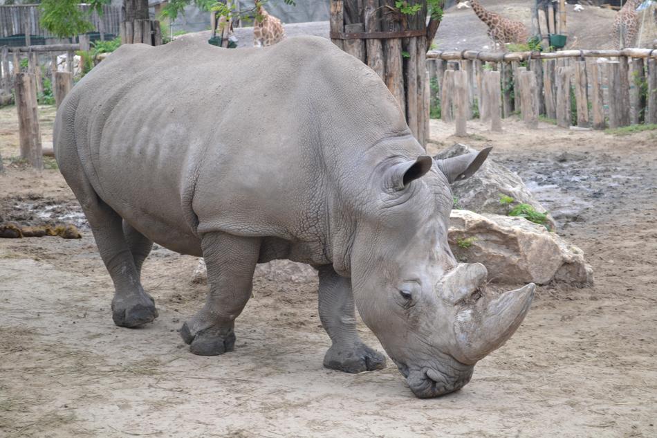 Rhinoceros Zoo animal in Africa free image download
