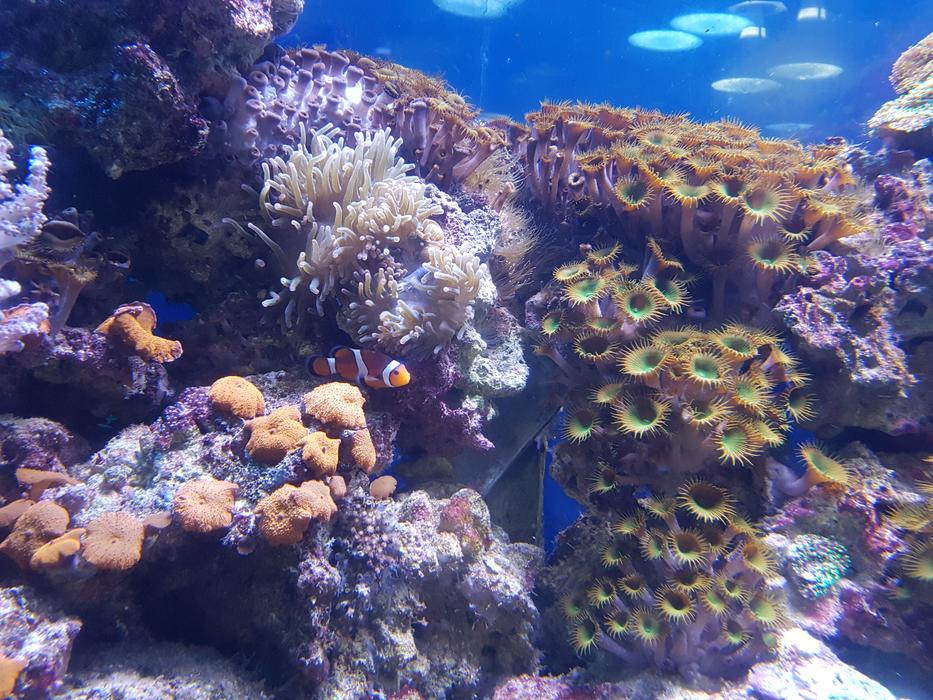 Nemo Fish Coral in sea free image download