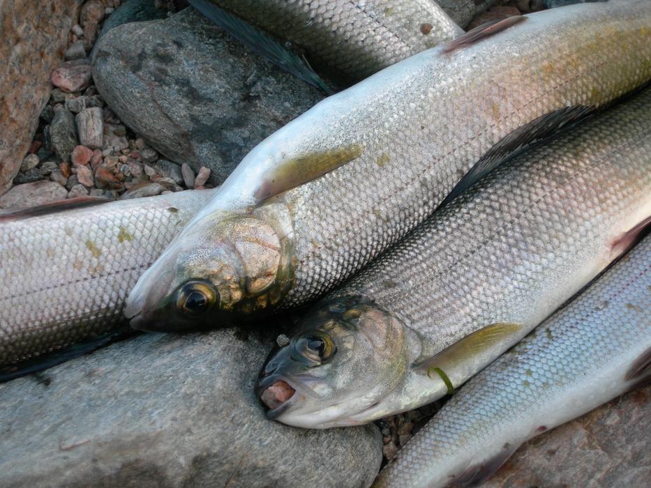 Omul Fish Catch free image download