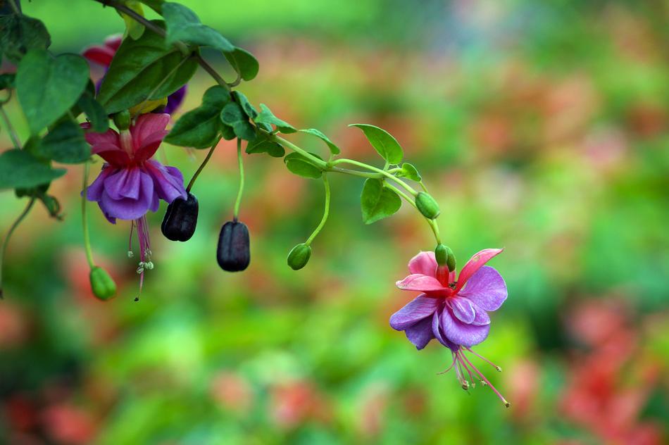 Sprouts of small flowers free image download