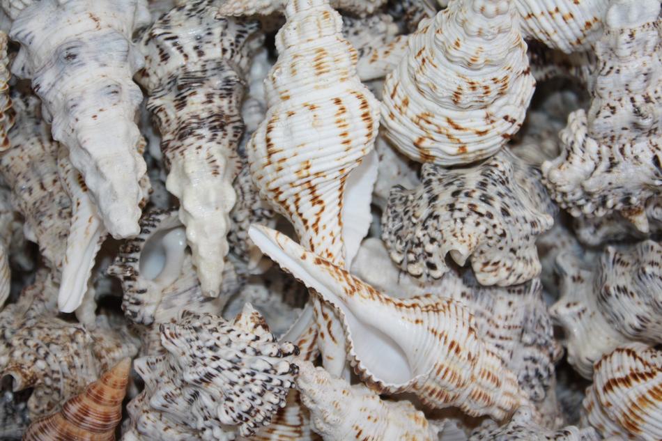 Beautiful seashells by the sea free image download