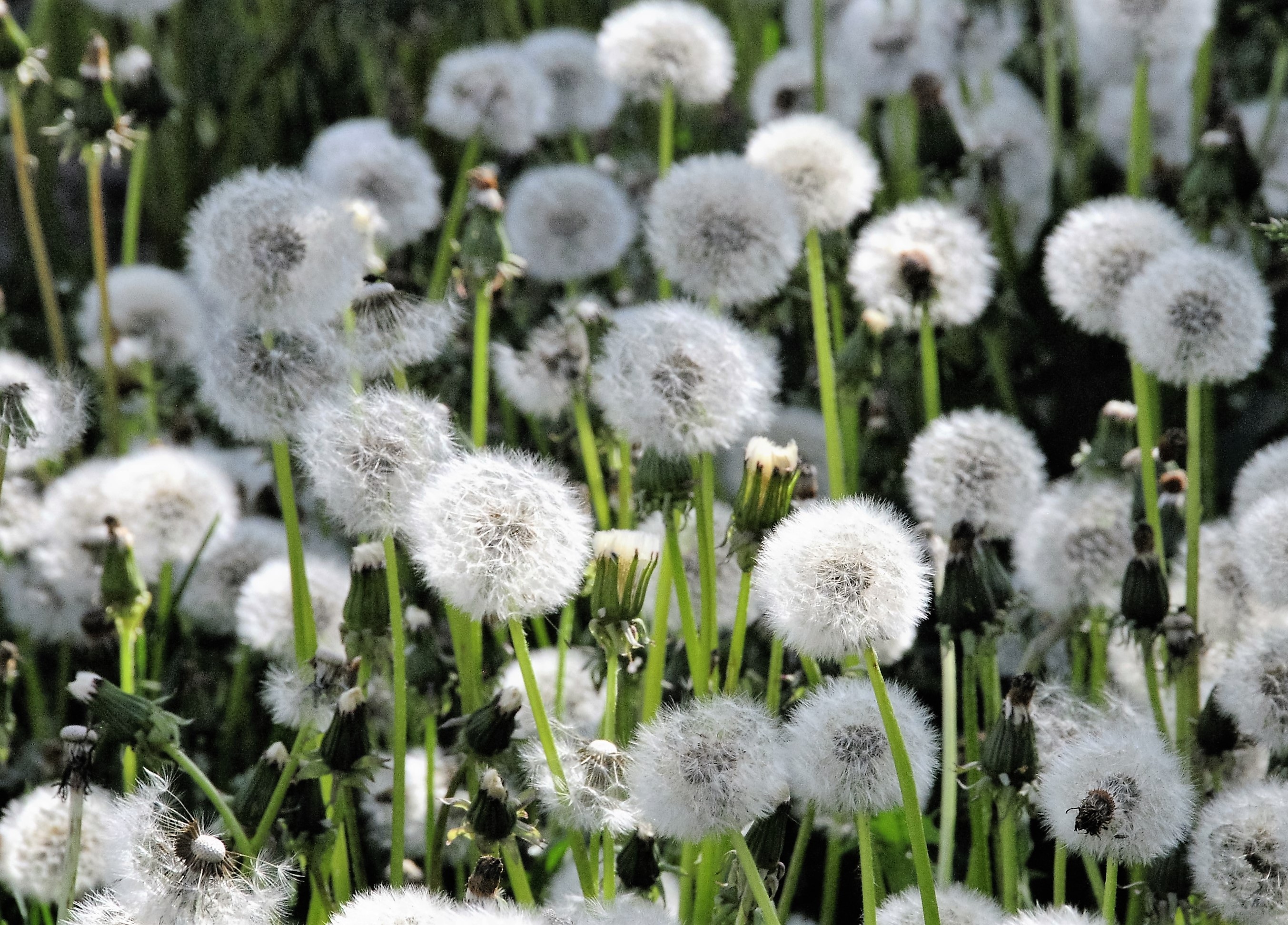 Dandelions Field free image download